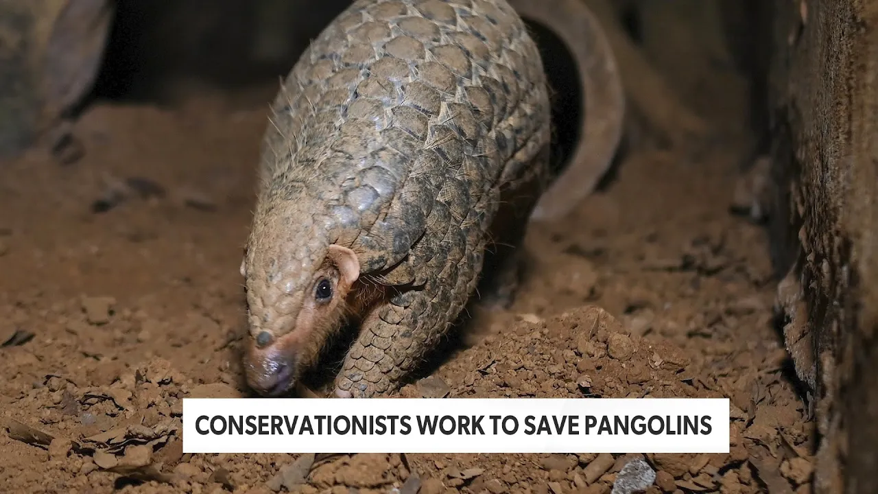 Conservationists Work to Save Pangolins - EarthX