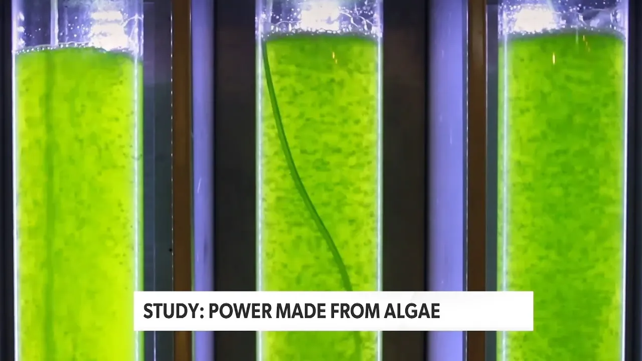 A New Use for Algae? - EarthX